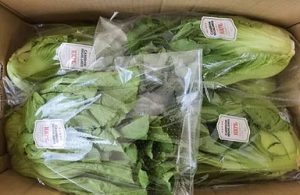 Cameron Highland Vegetable Supplier | Chocobo | Malaysia